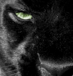 Panthera – Gamma Software